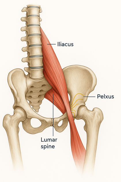 The Hip-Spine Connection: Why Tight Hips Destroy Your Back – Pso-Rite™